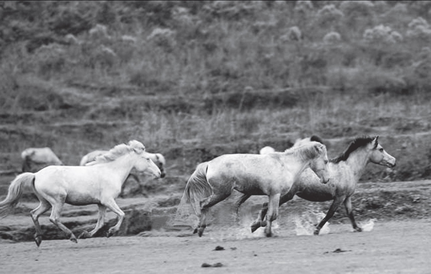 Nuôi ngựa bạch theo hướng hàng hóa