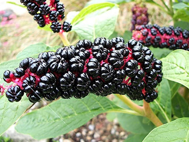 3 người đàn ông nhập viện sau bữa cơm, phát hiện trong rượu có độc tố ...