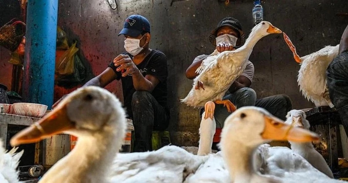 Cambodia’s bird flu situation “worrying”: WHO