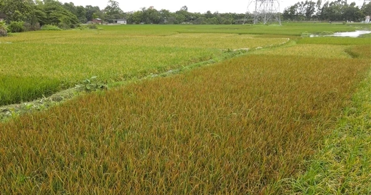 Hàng chục hecta lúa đang thì con gái bị chết yểu tại ngoại thành Hà Nội