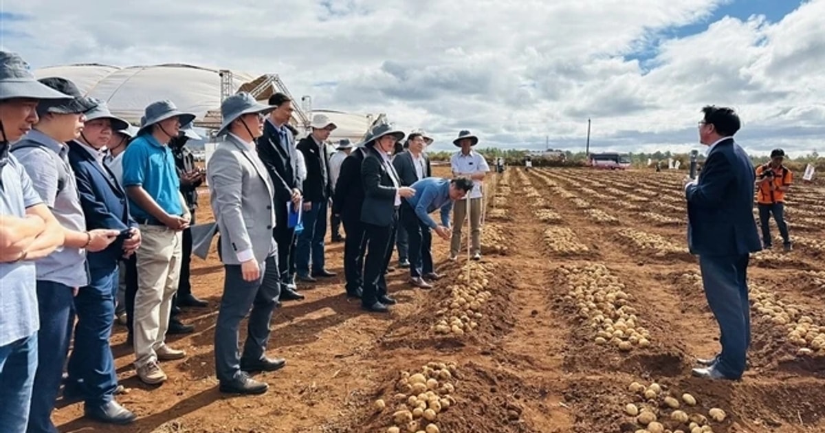 Nông dân tăng thu nhập gấp ba nhờ chuỗi sản xuất khoai tây khép kín