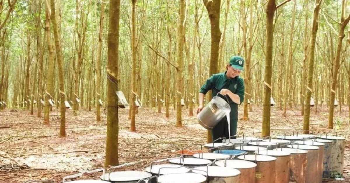 Vietnam's rubber export expected to hit 11 billion USD in 2025