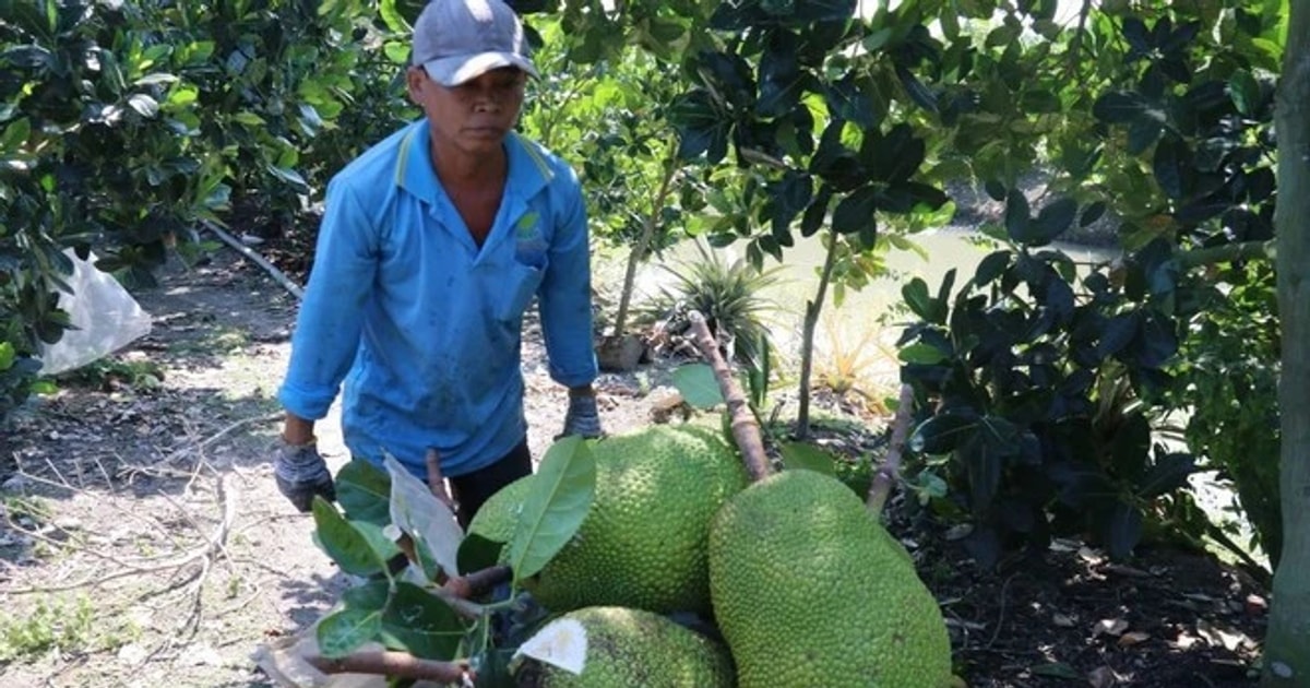 China to allow import of Vietnamese fresh jackfruits from June 1, 2026