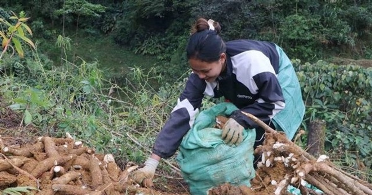 Vietnam ranks third globally in cassava exports, supply chain faces ...